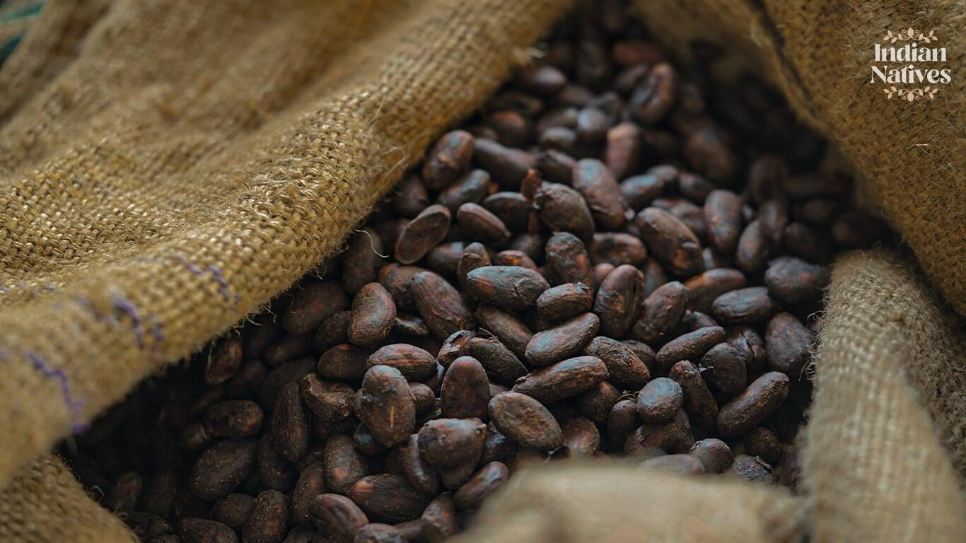 Indian Natives Cocoa